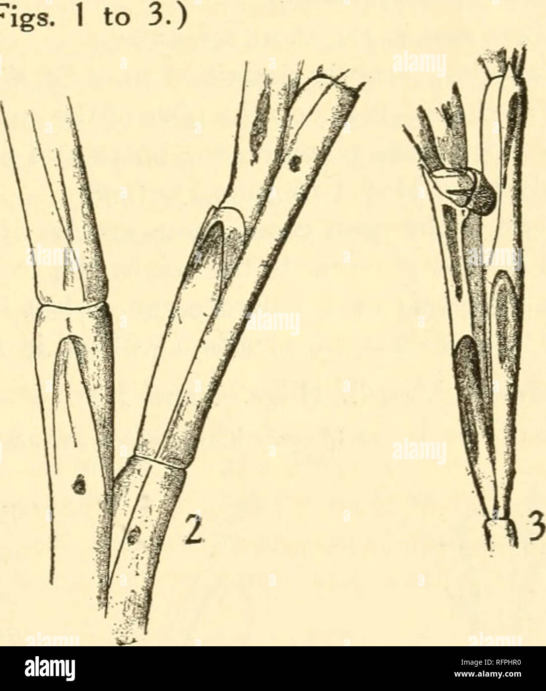 Oceaa hi-res stock photography and images - Alamy