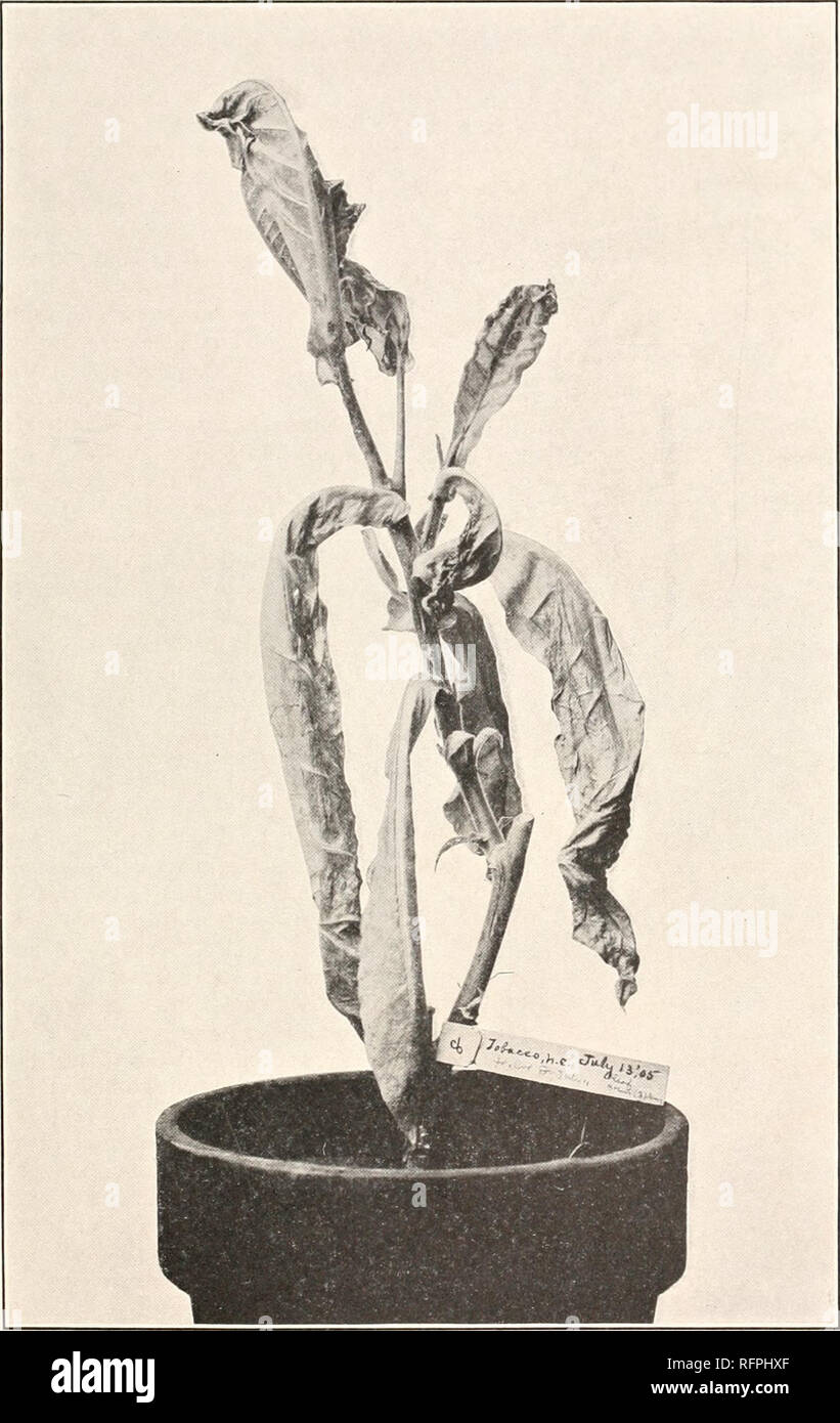 . Carnegie Institution of Washington publication. PLANT BACTERIA, VOL ...