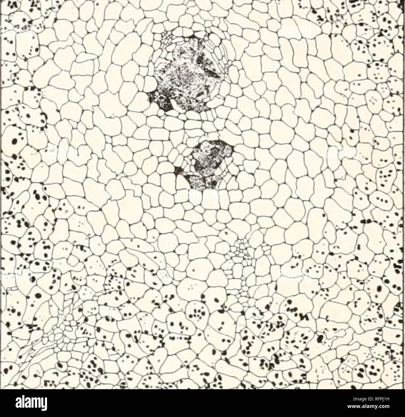 Starch containing cells from potato hi-res stock photography and images ...