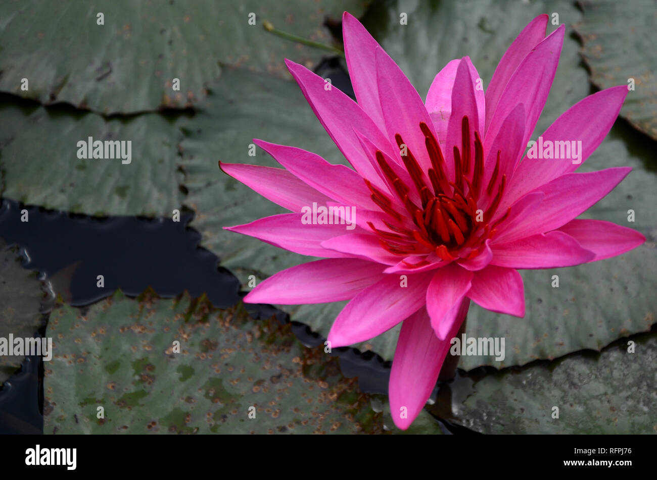 Red Water Lily High Resolution Stock Photography and Images - Alamy