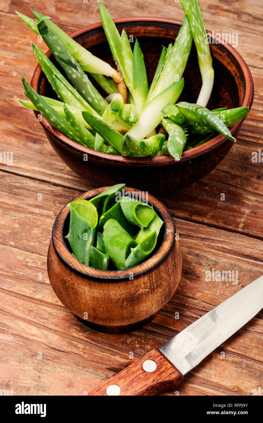 Aloe vera fresh leaves with slices. Aloe vera a medicinal plant Stock ...
