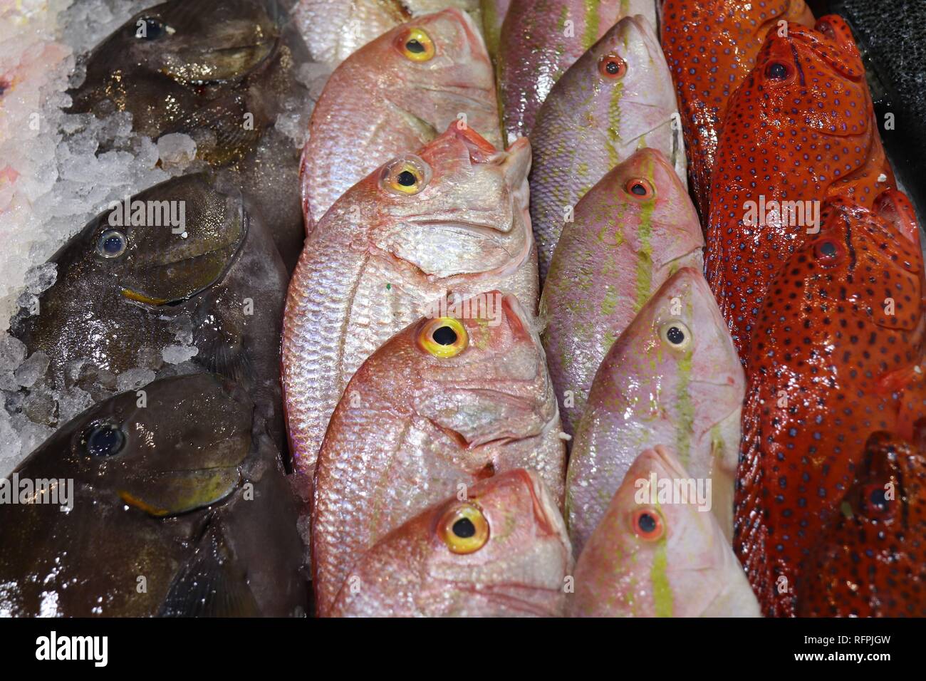 Haddock market hi-res stock photography and images - Alamy