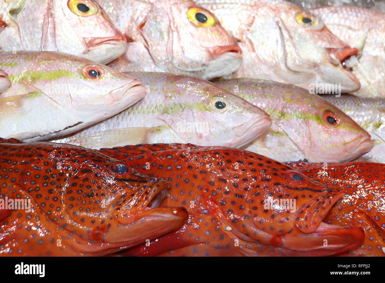 Savaloy hi-res stock photography and images - Alamy