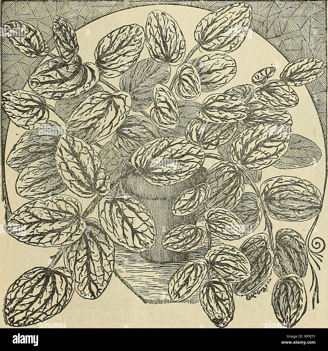 Lora japonica hi-res stock photography and images - Alamy