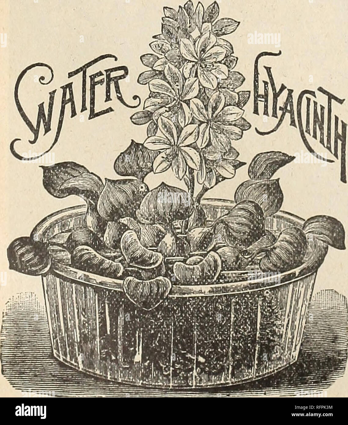 Water Hyacinth Th High Resolution Stock Photography and Images - Alamy