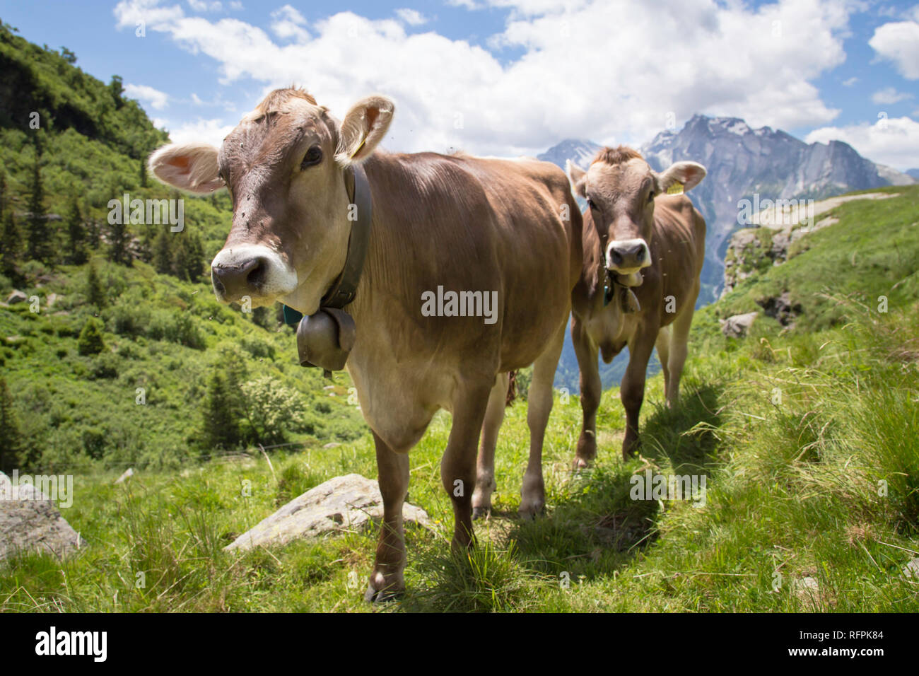 European farm animals cow sheep hi-res stock photography and images - Alamy