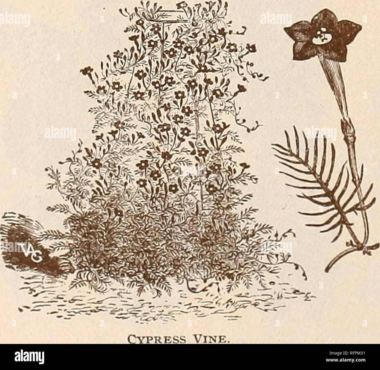 Cosmos seedlings border hi-res stock photography and images - Alamy