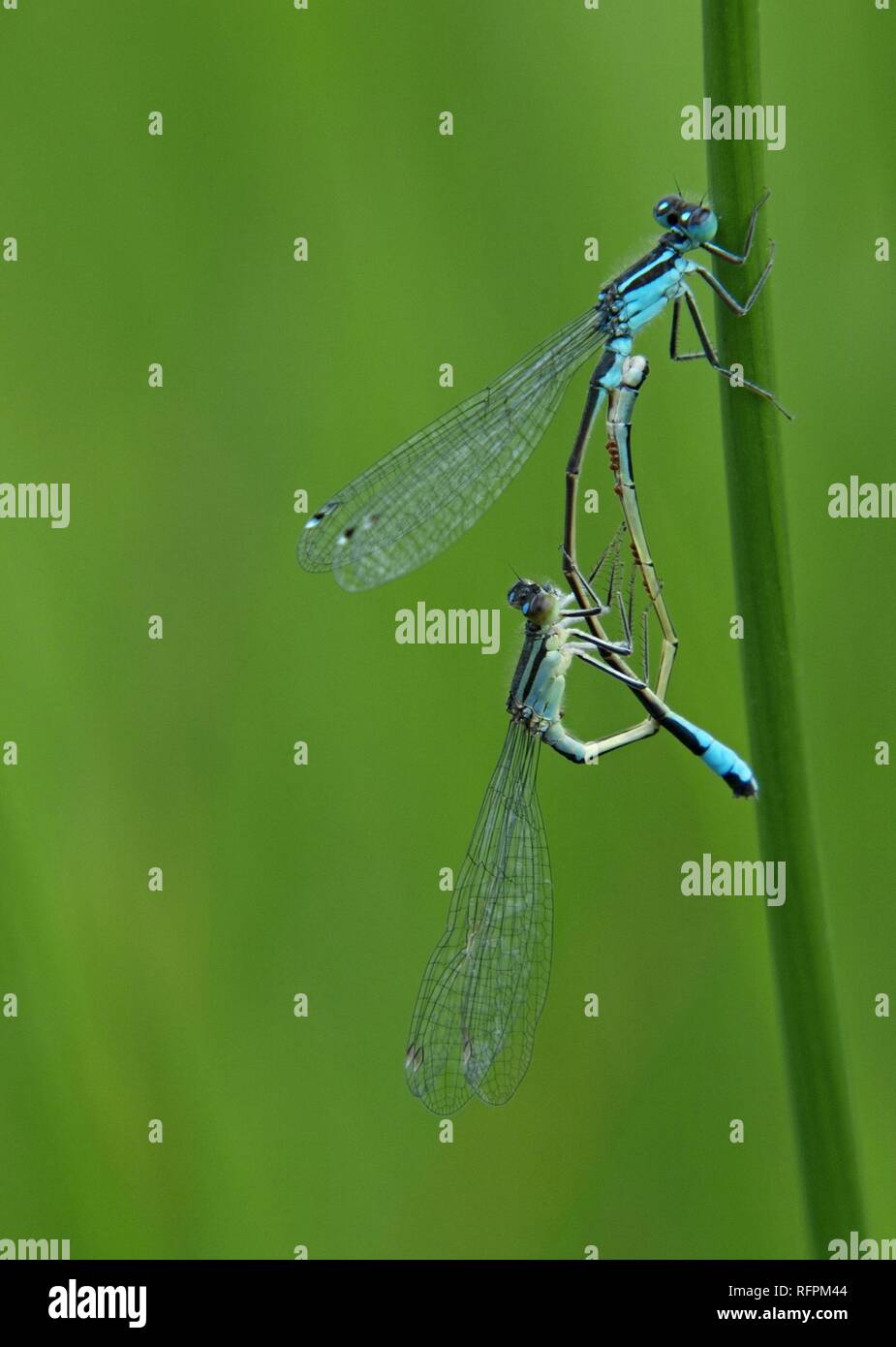 Two damselfly dragonflies making love Stock Photo - Alamy