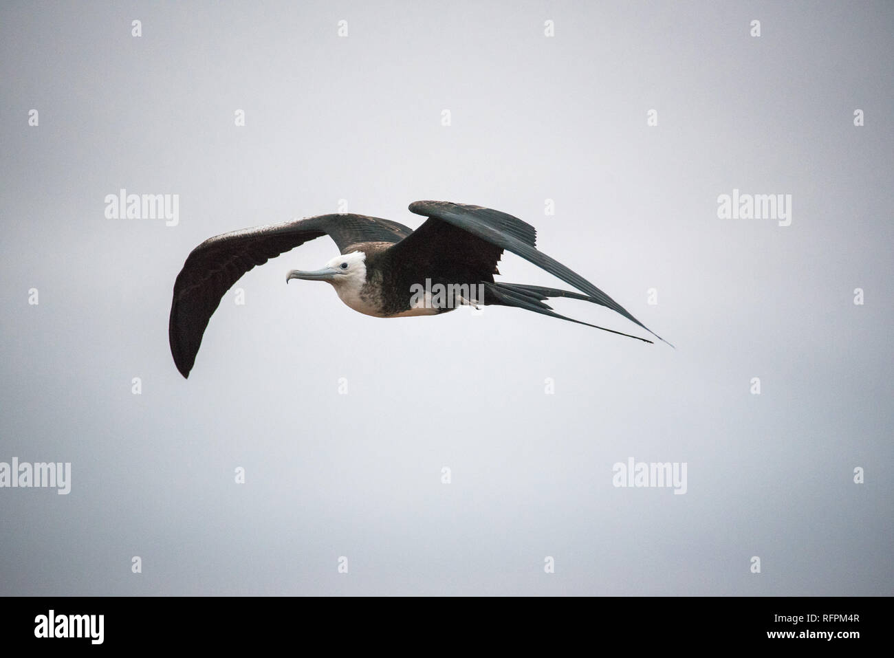 Great Frigatebird in flight in Galapagos Stock Photo - Alamy