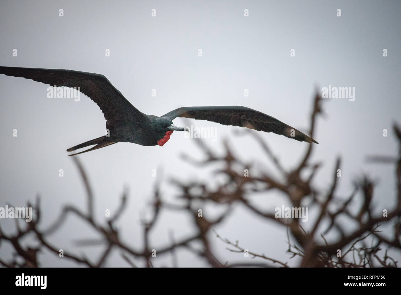 Great Frigatebird in flight in Galapagos Stock Photo - Alamy