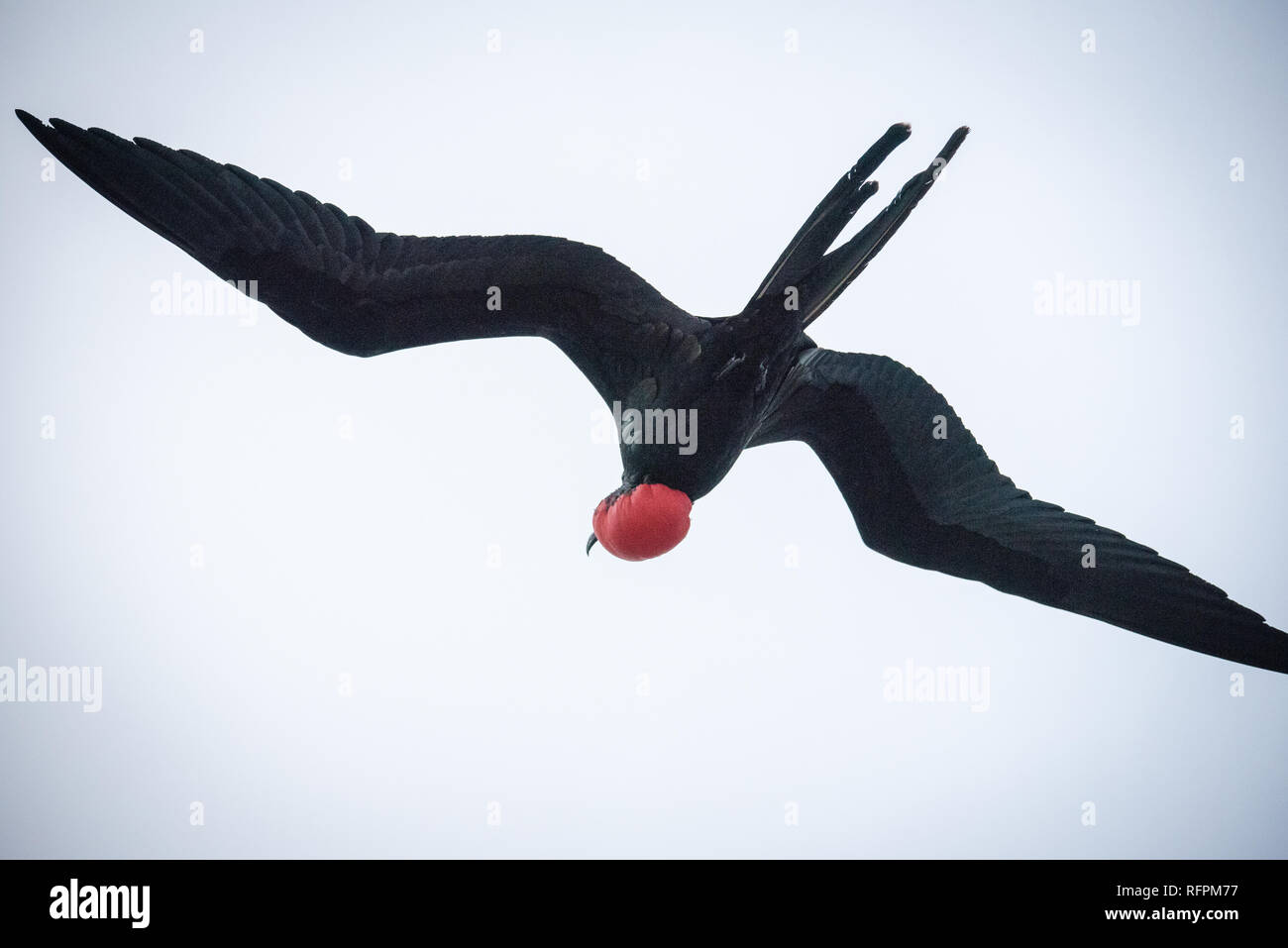 Great Frigatebird in flight in Galapagos Stock Photo - Alamy