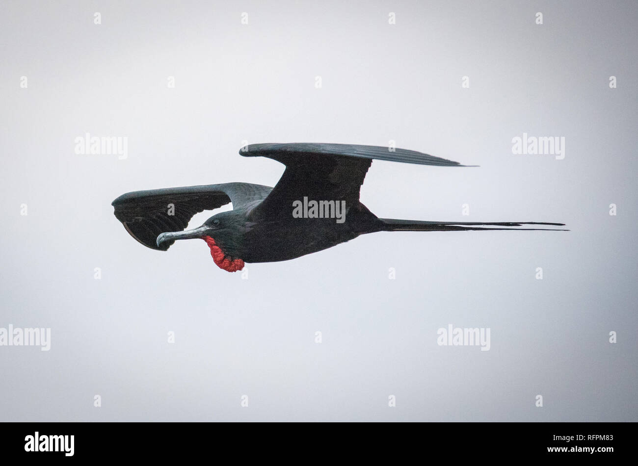 Great Frigatebird in flight in Galapagos Stock Photo - Alamy