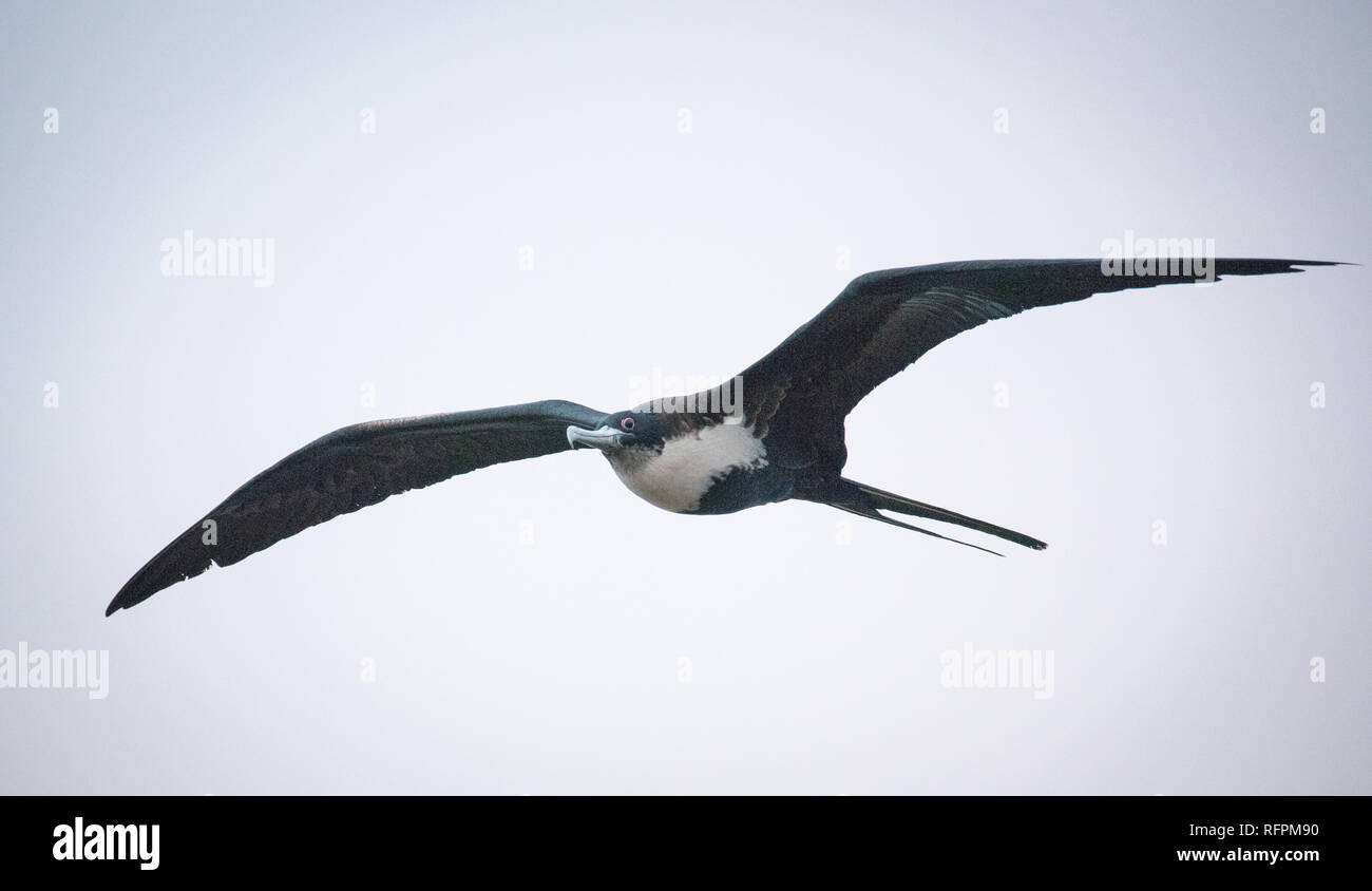 Great Frigatebird in flight in Galapagos Stock Photo - Alamy