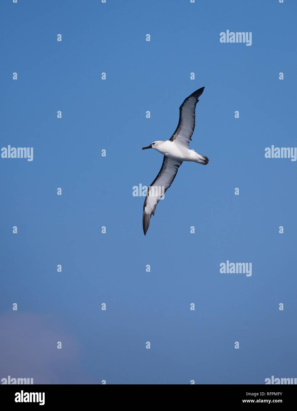 An Atlantic Yellow-nosed Albatross off the coast of SE Brazil Stock ...
