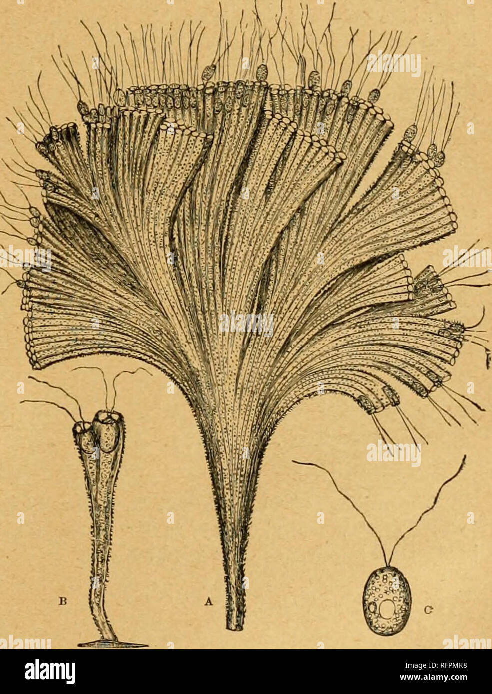 . Cassell's natural history. Animals; Animal behavior. Fig. 36.—A ...
