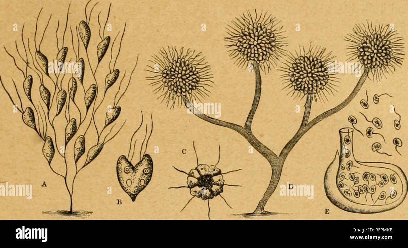 Animal classification order hi-res stock photography and images - Alamy