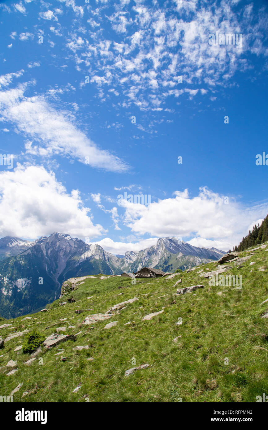Haopy cows in the Alps, Switzerland Stock Photo - Alamy