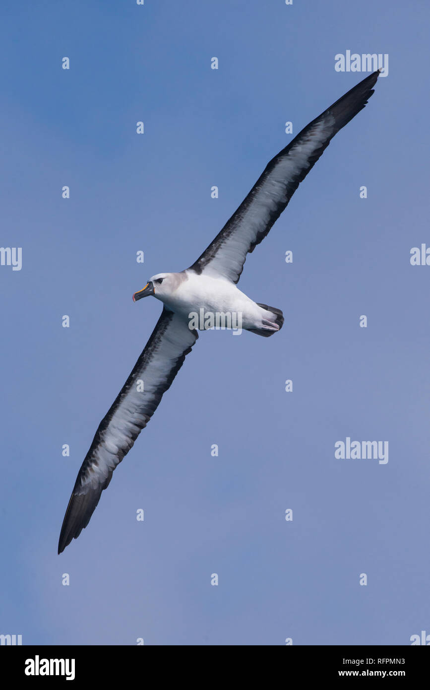 Ocean albatross hi-res stock photography and images - Alamy
