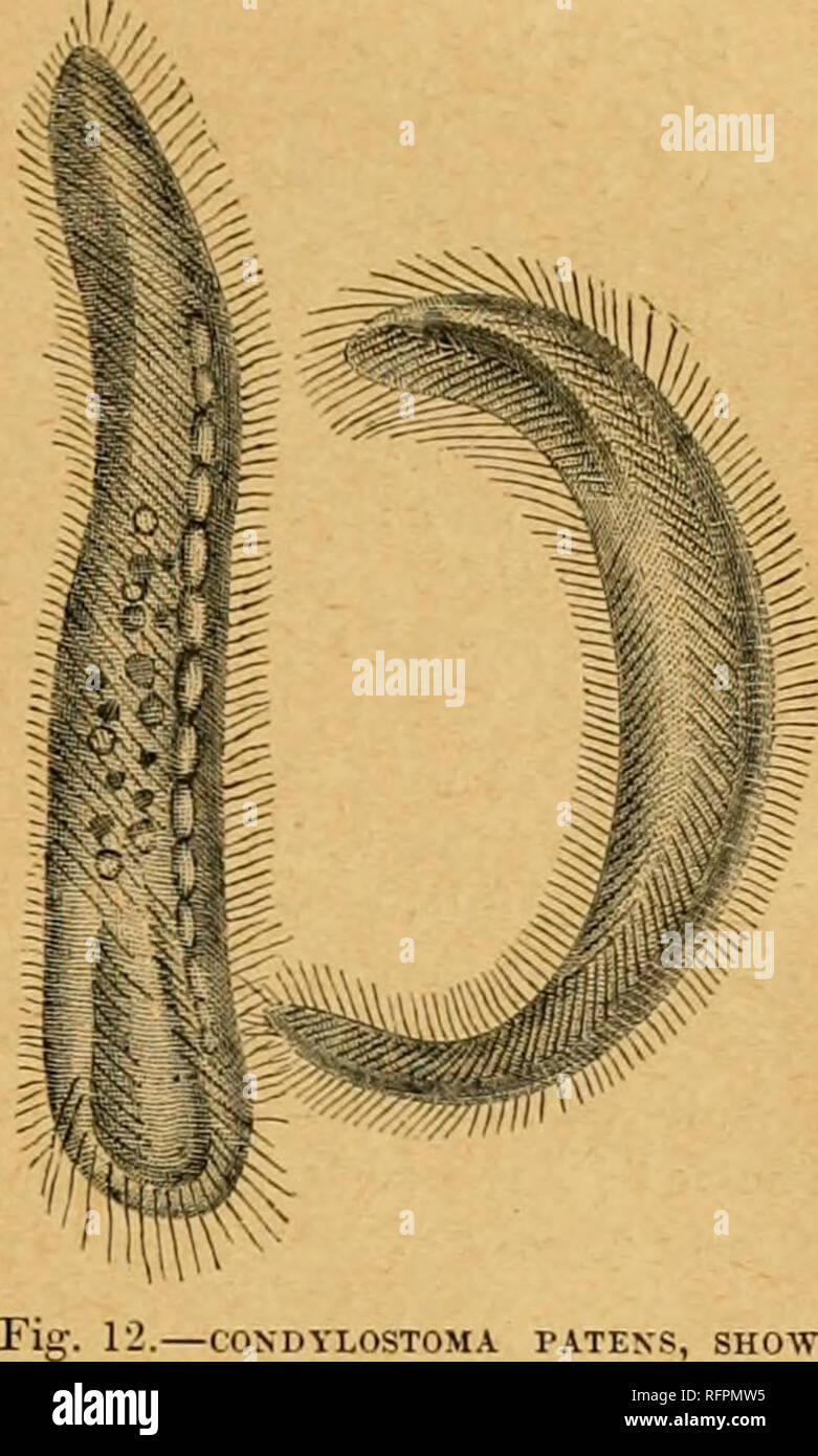 . Cassell's natural history. Animals; Animal behavior. THE XVCLEUS OR ...