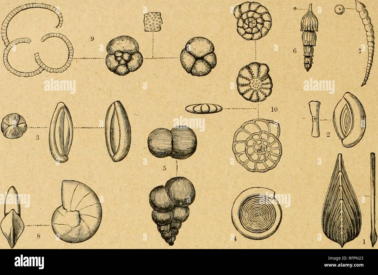 Ear shaped shell hi-res stock photography and images - Alamy