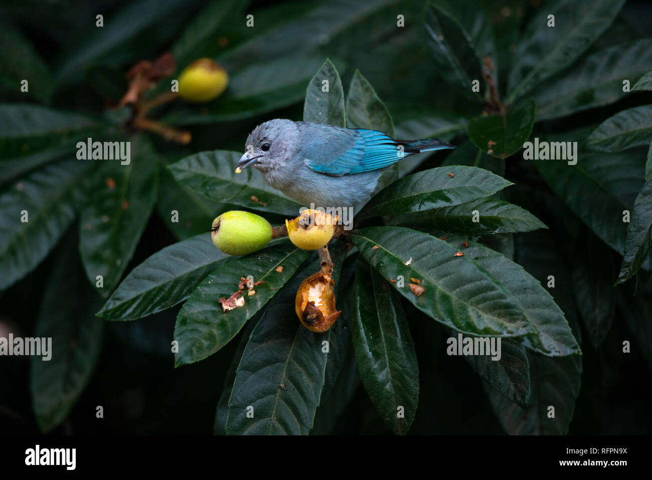 Sayaca Tanager (Thraupis sayaca) from Brazil Stock Photo - Alamy