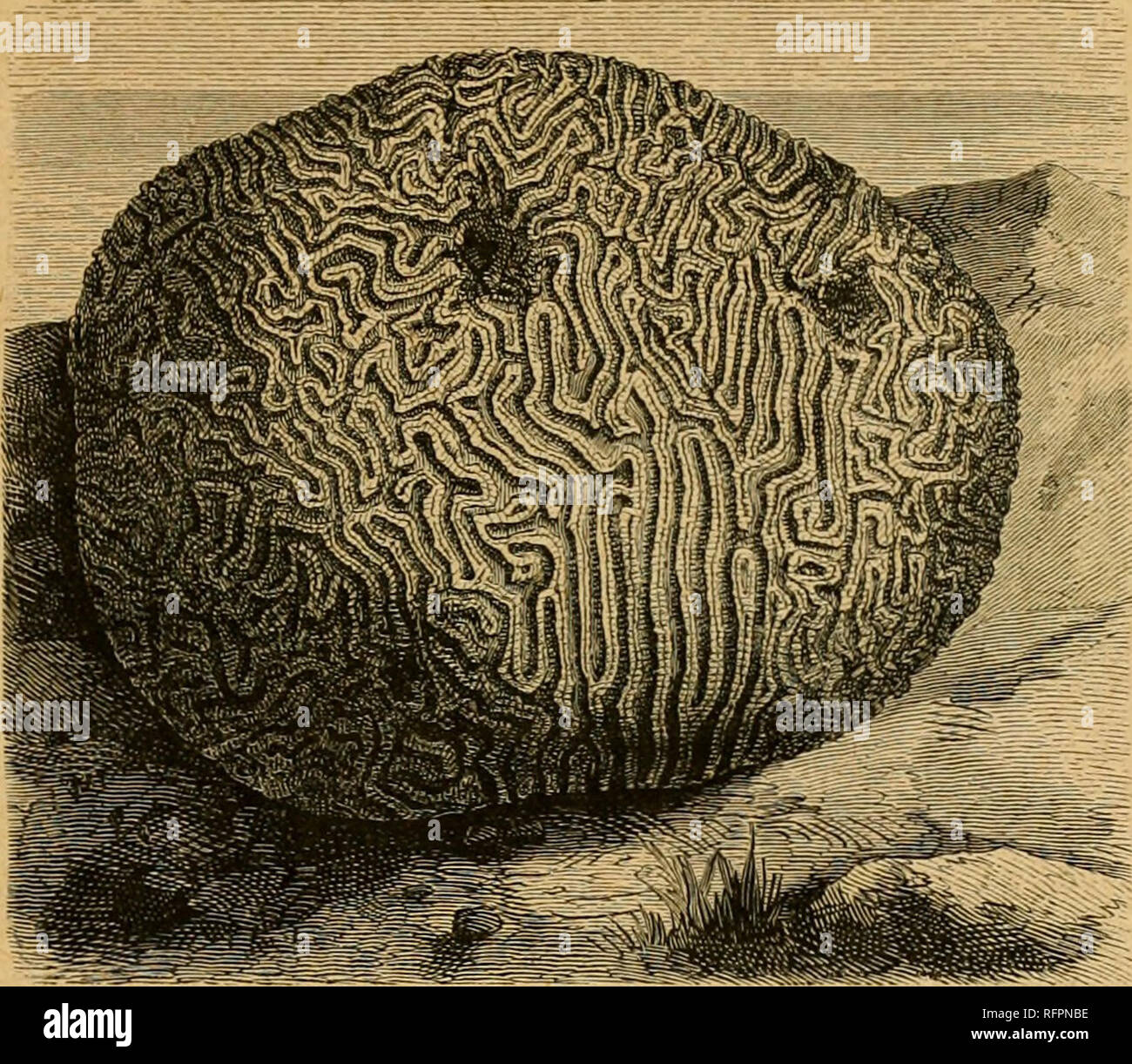 Tertiary Structures High Resolution Stock Photography and Images - Alamy
