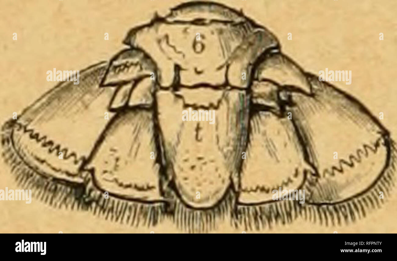 Jointed limbs hi-res stock photography and images - Alamy