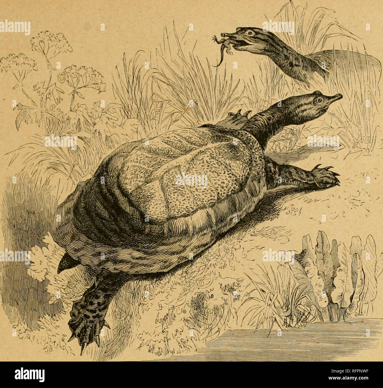 . Cassell's natural history. Animals; Animal behavior. CLASS REPTILIA ...