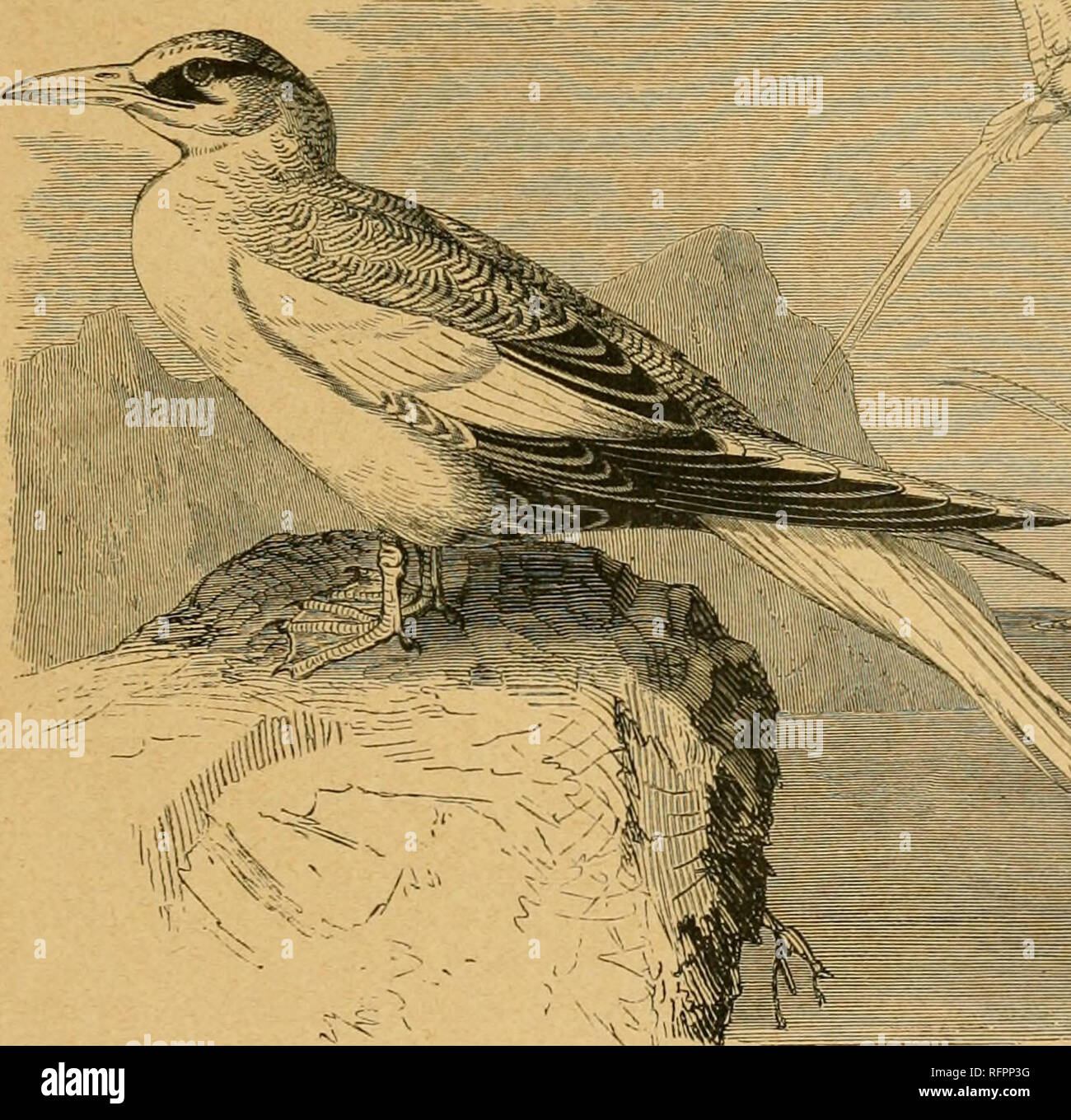 Birds in inature hi-res stock photography and images - Alamy