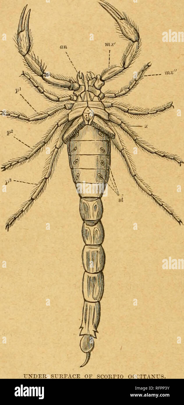 Stumpy legs hi-res stock photography and images - Alamy