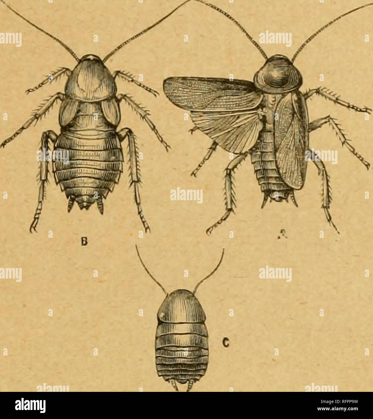 . Cassell's natural history. Animals; Animal behavior. COCKROACHES ...