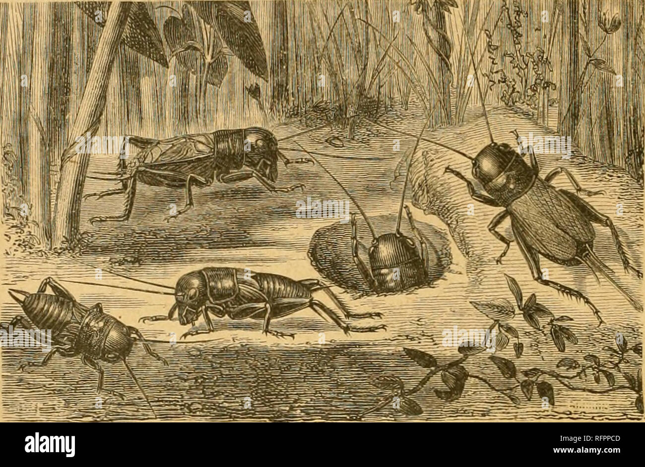 Three lobed legs hi-res stock photography and images - Alamy