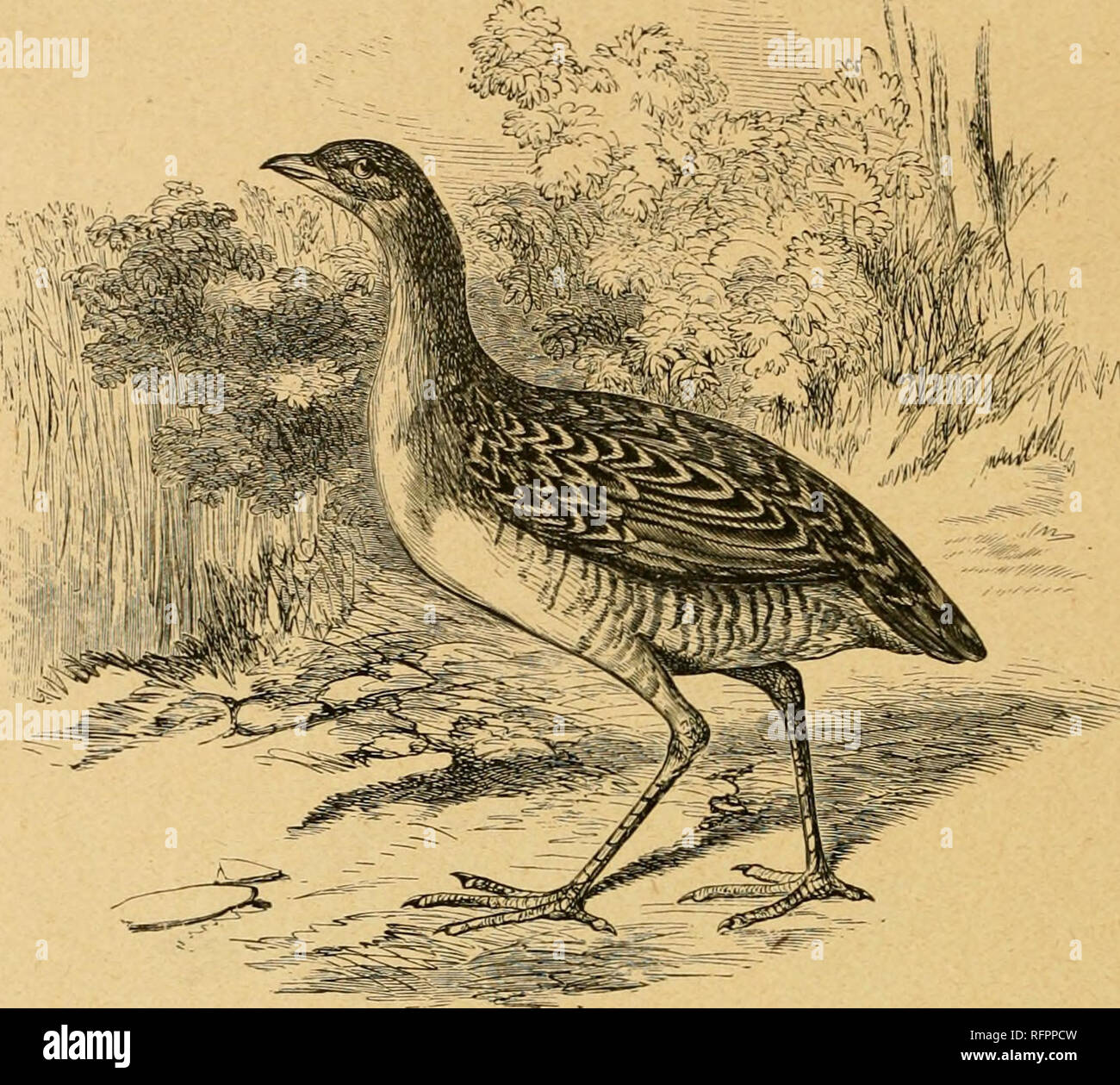 . Cassell's natural history. Animals; Animal behavior. 158 NATURAL ...