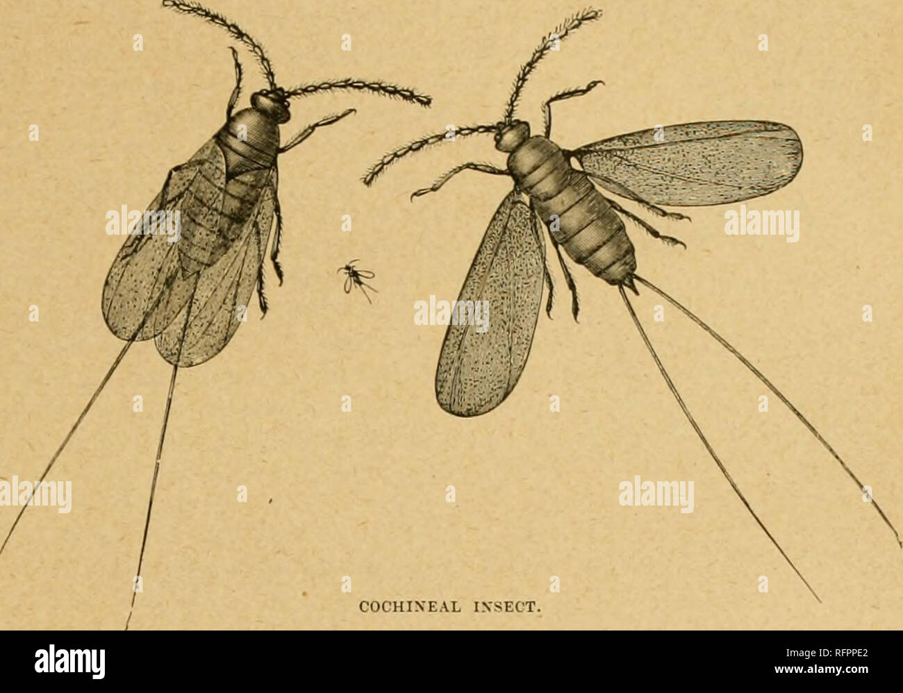 . Cassell's natural history. Animals; Animal behavior. THE TliVE LIVE ...