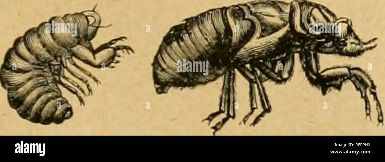 Water Boatmen Insects High Resolution Stock Photography and Images - Alamy