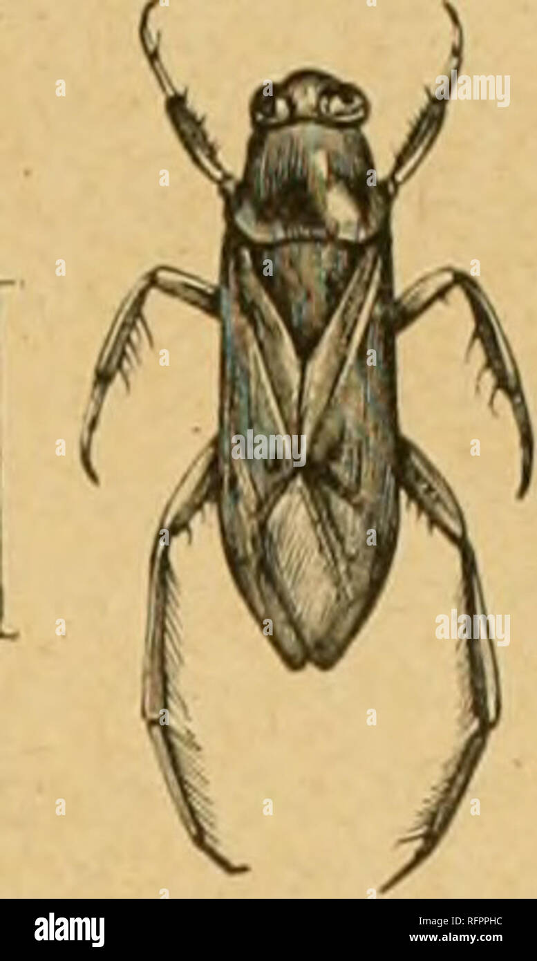 Water Boatmen Insects High Resolution Stock Photography and Images - Alamy