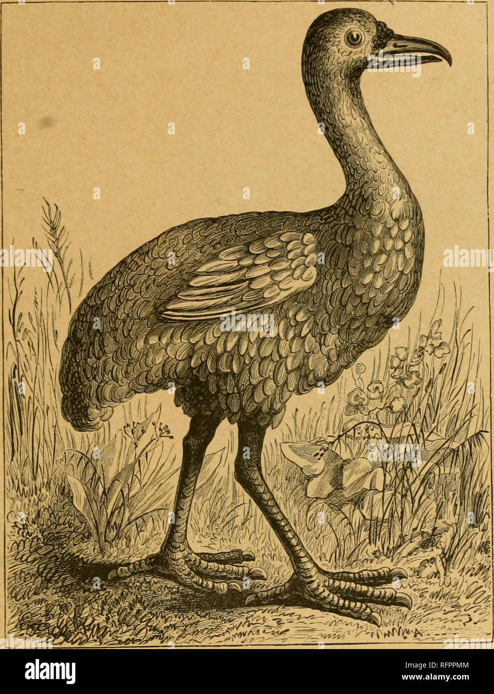 Tooth billed pigeon hi-res stock photography and images - Alamy