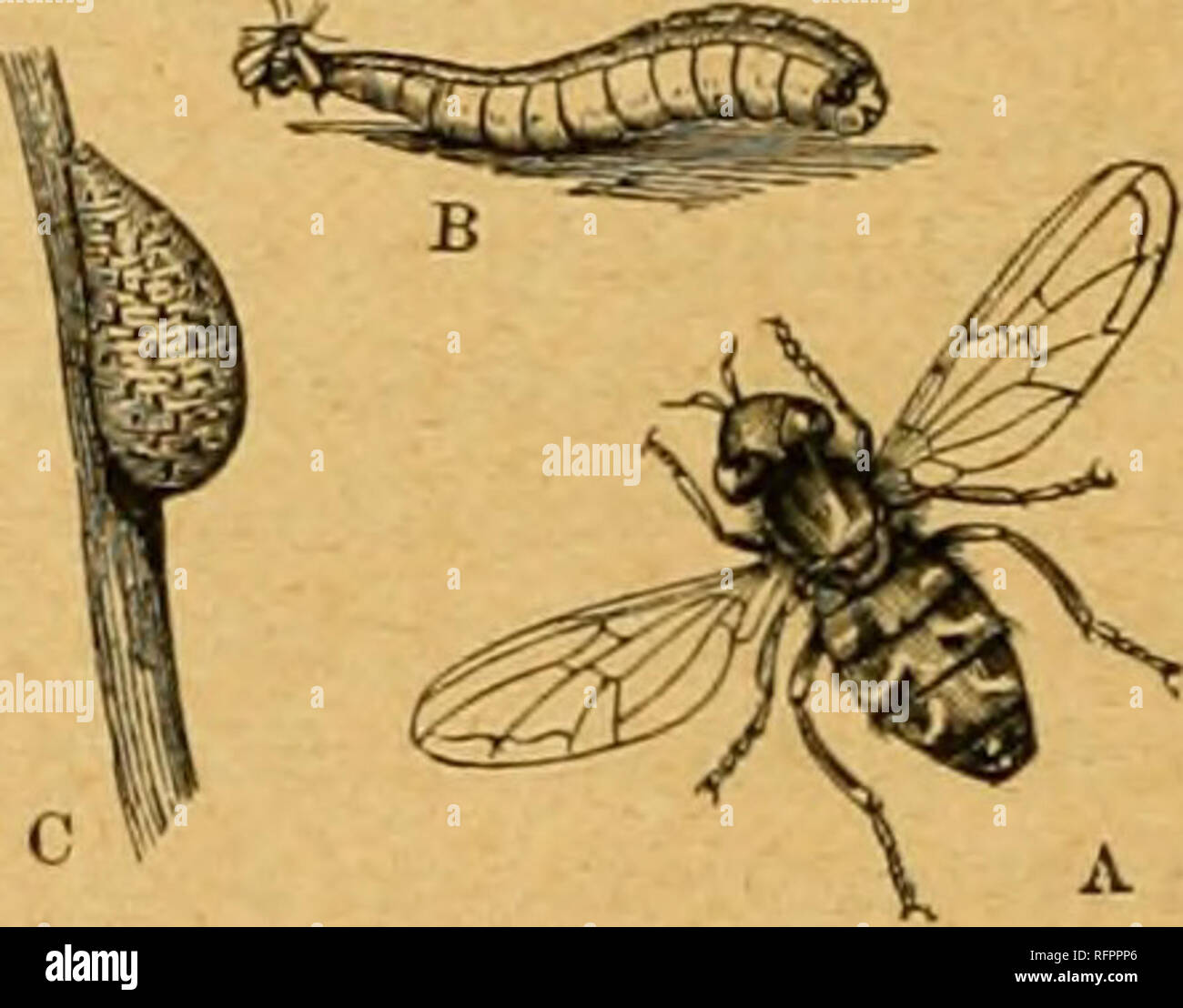. Cassell's natural history. Animals; Animal behavior. NATVliAL ...