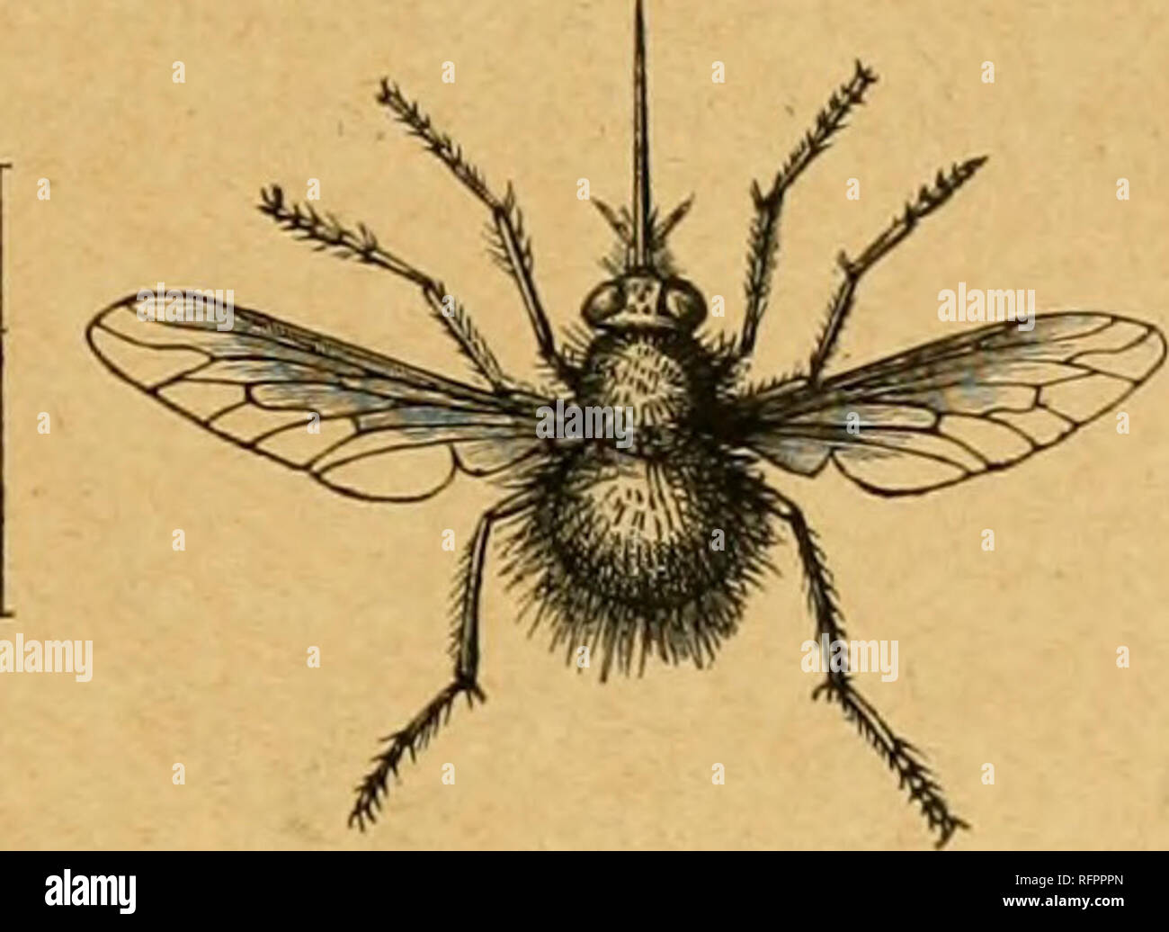 Three trunked hi-res stock photography and images - Alamy