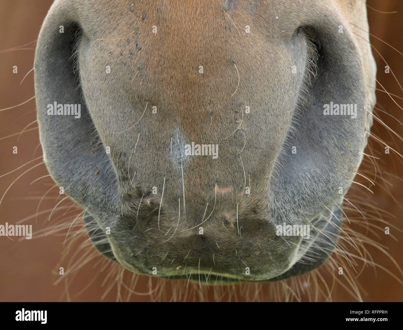 Macro of the nostrils of a horse Stock Photo - Alamy