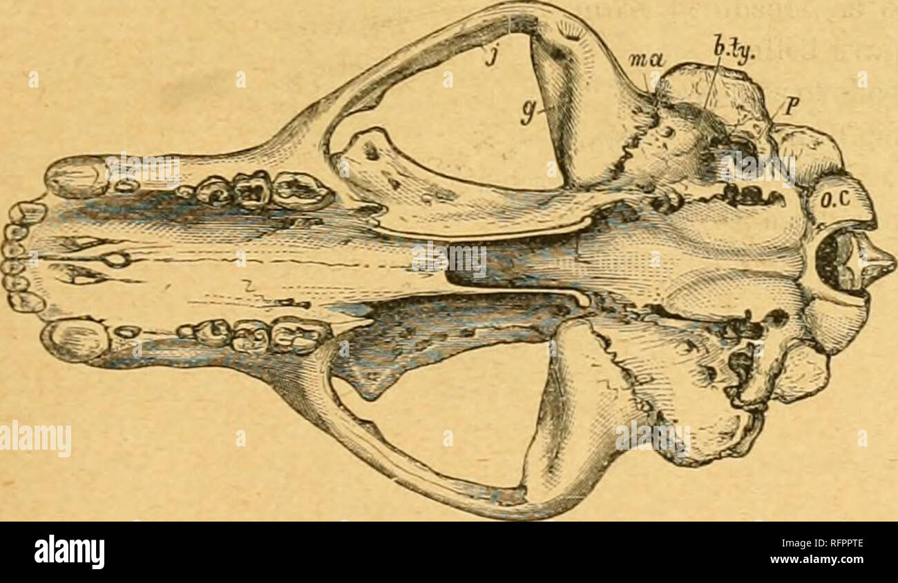 Each foot five claws hi-res stock photography and images - Alamy
