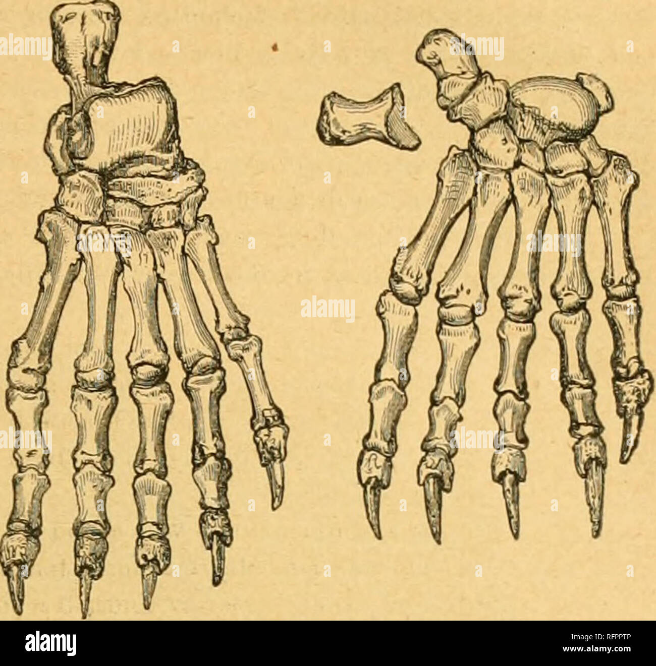 Each foot five claws hi-res stock photography and images - Alamy