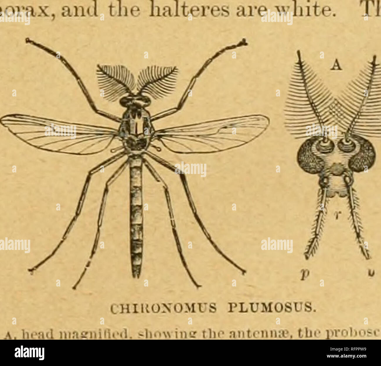 Common midges hi-res stock photography and images - Alamy