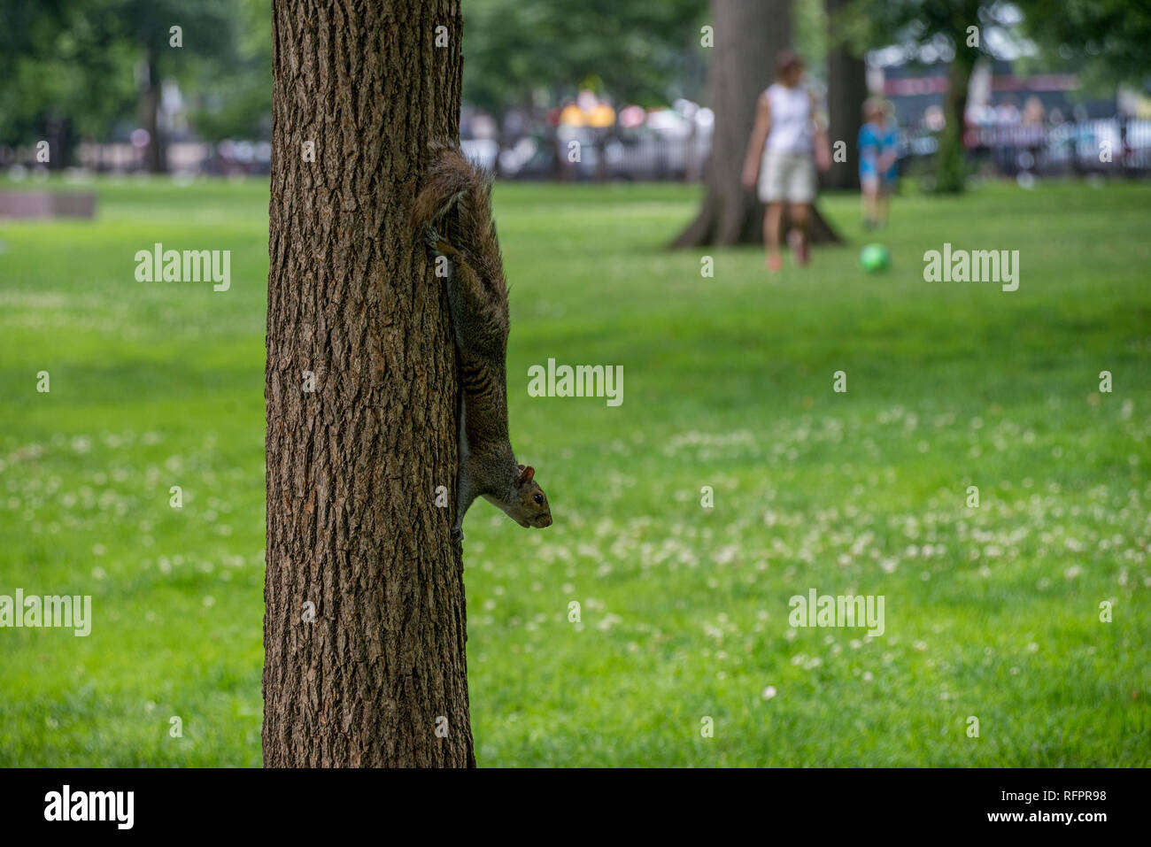 Squirrel on the tree Stock Photo - Alamy