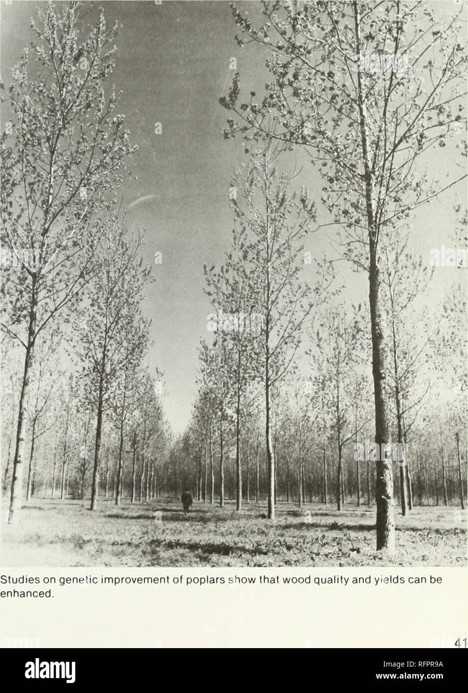 Short rotation plantations hi-res stock photography and images - Alamy