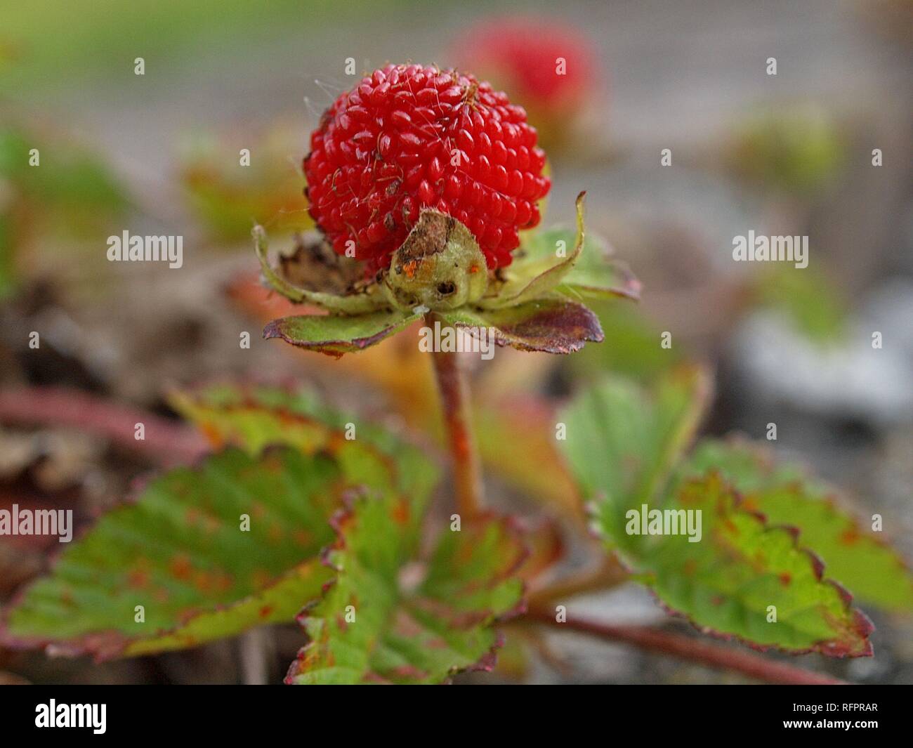 Beautiful macro of a wild strawberry plant Stock Photo - Alamy