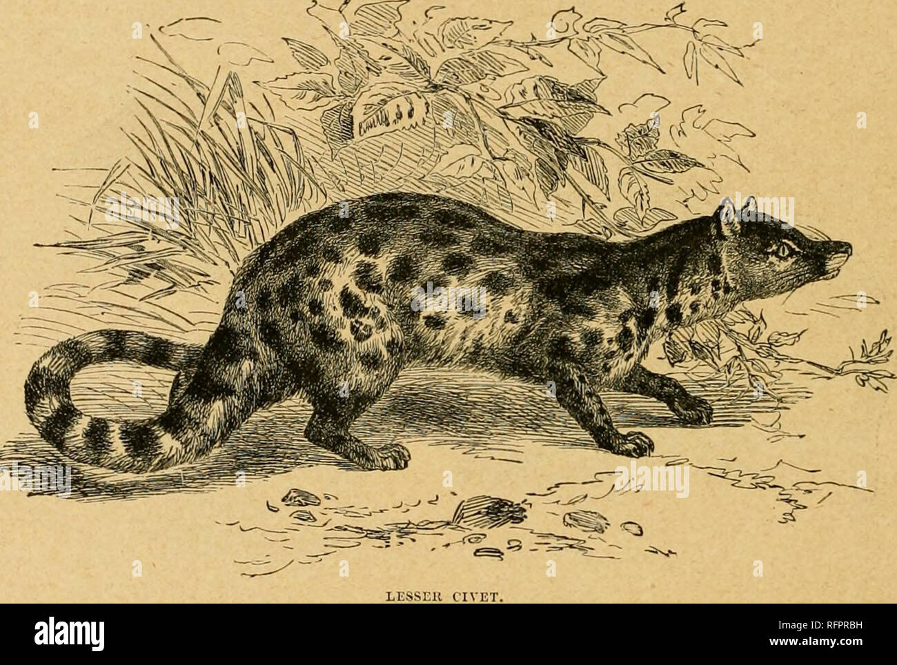 Animal behavior african civet hi-res stock photography and images - Alamy