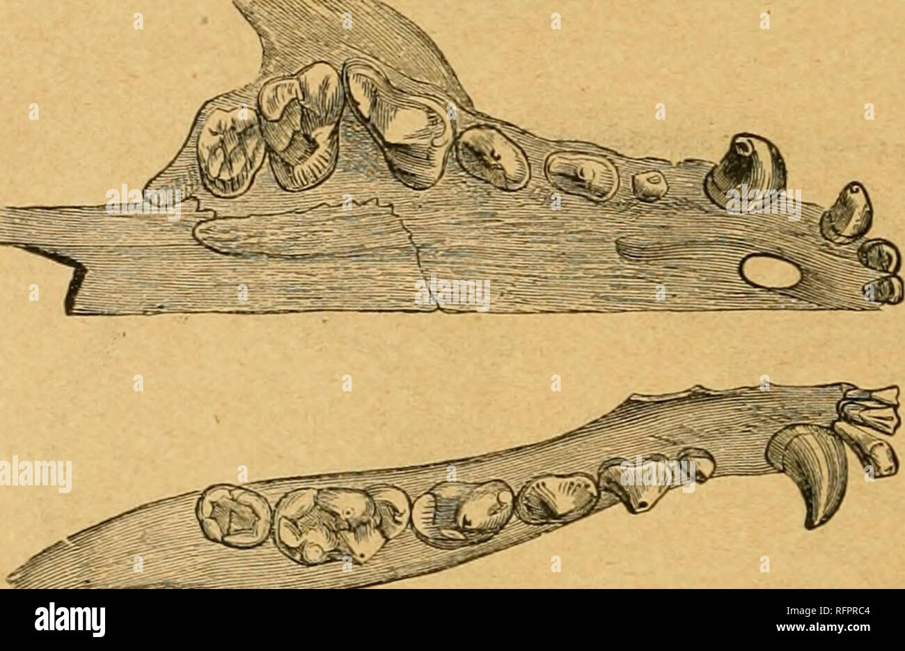 Semi retractile hi-res stock photography and images - Alamy