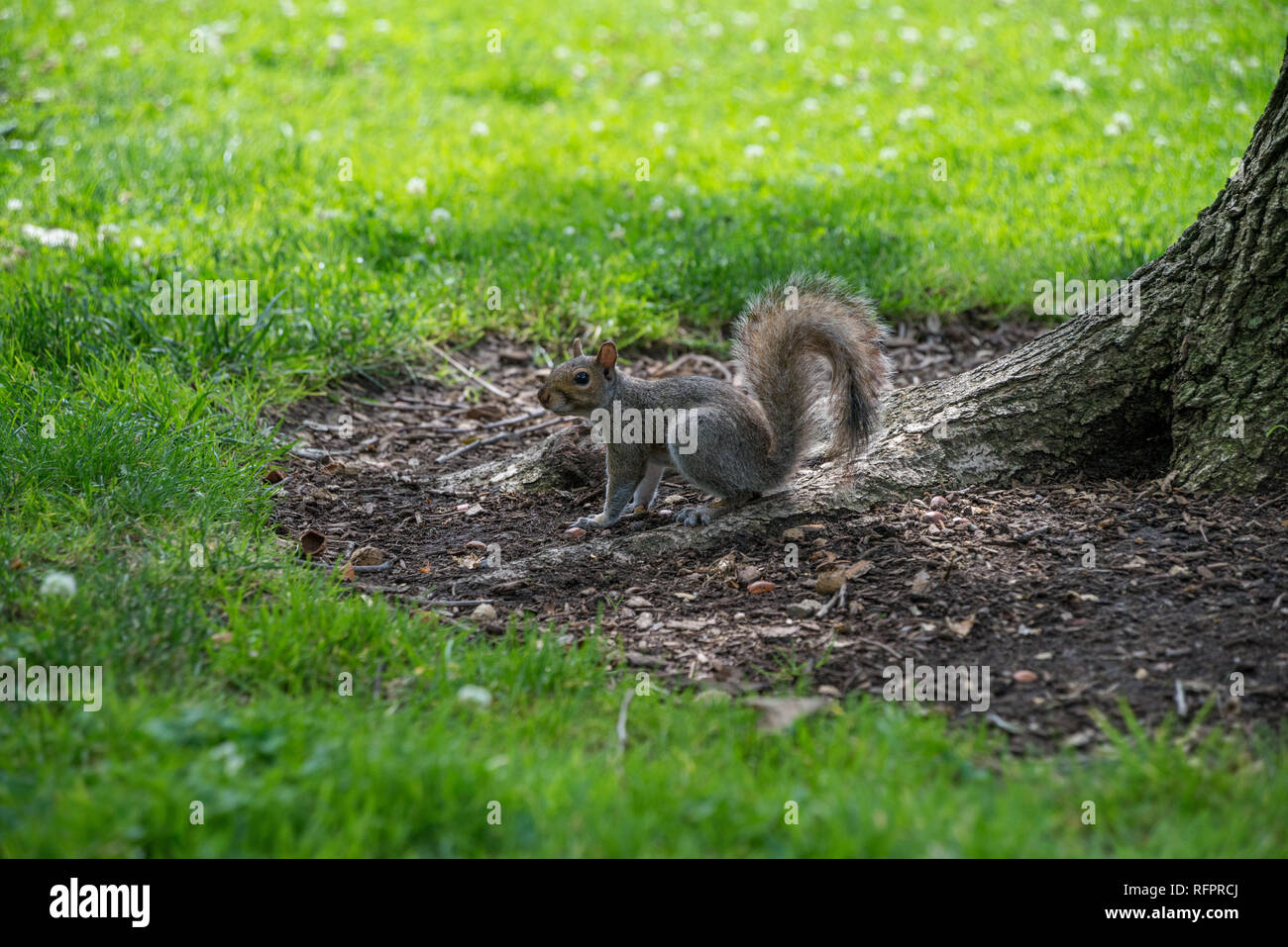 Squirrel in the grass Stock Photo - Alamy