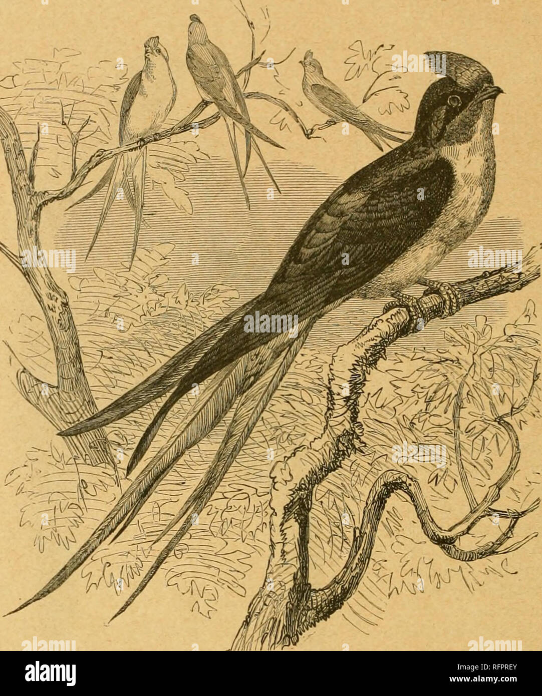 Inspissated mucus hi-res stock photography and images - Alamy